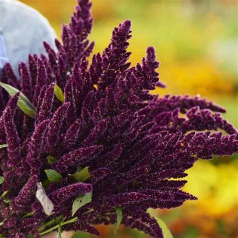 Amaranthus Seeds Pygmy Torch Origin And North