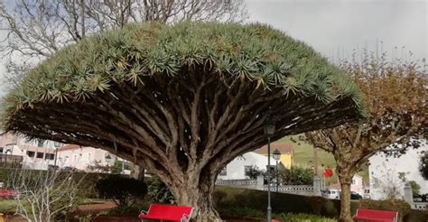 Extinct But Not Forgotten 16 Incredible Trees That Are Gone For Good