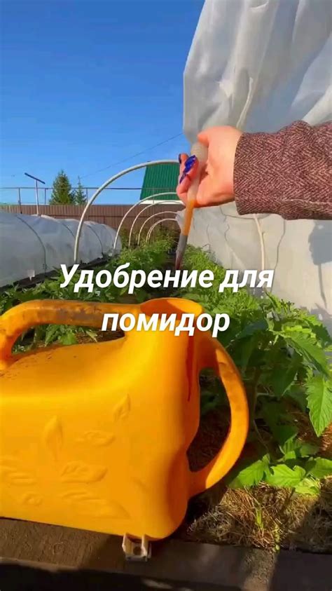 Удобрение для помидор | Огород, Естественный сад, Огород с помидорами