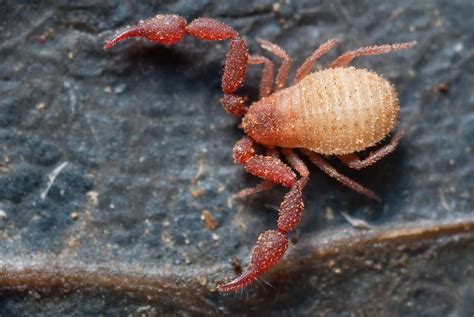 Pseudoscorpion Artofit