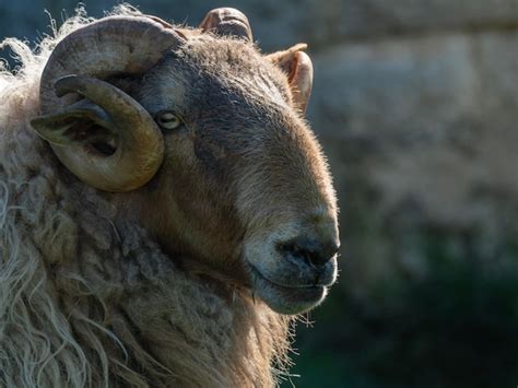 Page 18 Rumination Images Free Download On Freepik