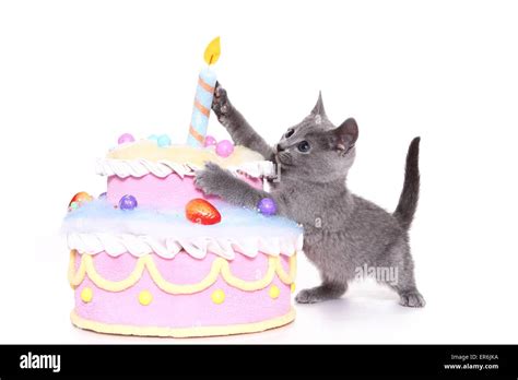 Russian Blue Kitten Stock Photo Alamy