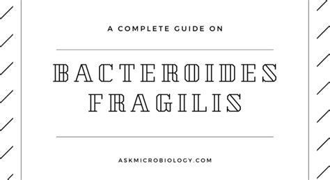 Bacteroides Fragilis Ask Microbiology