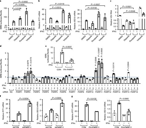 Parp11 Inhibits The Ifn I Activated Signalling Pathway A Download