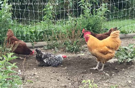 Help For Hen Pecked Chickens Simple Living Country Gal