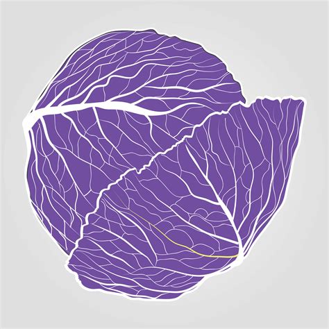 Hand Drawn Vector Illustration Sea Cabbage Leaf With Leaf Vector