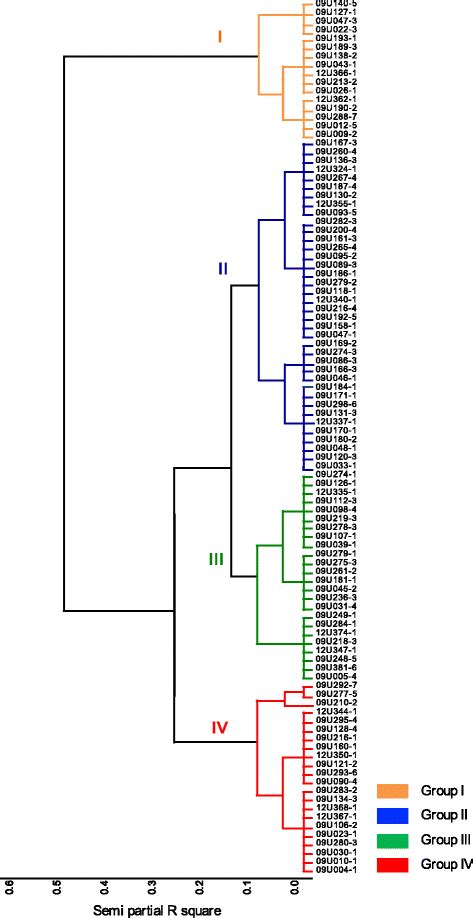 Ward Algorithm Conglomerate Analysis Of Phenotypic Data Obtained From