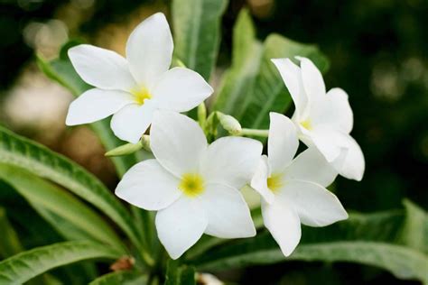 Uses And Benefits Of Jasmine Flower At Darlene Flores Blog