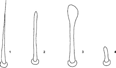 Trichoid Setae 1 Hairform 2 Bacilliform 3 Clubform 4