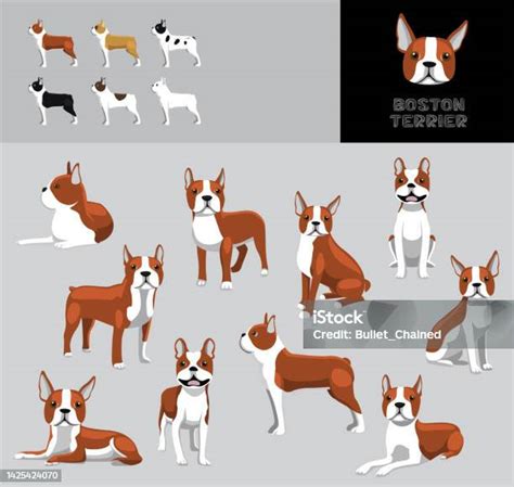 개 보스턴 테리어 브라운 코트 만화 벡터 일러스트 레이 션 색상 변형 세트 개에 대한 스톡 벡터 아트 및 기타 이미지 개