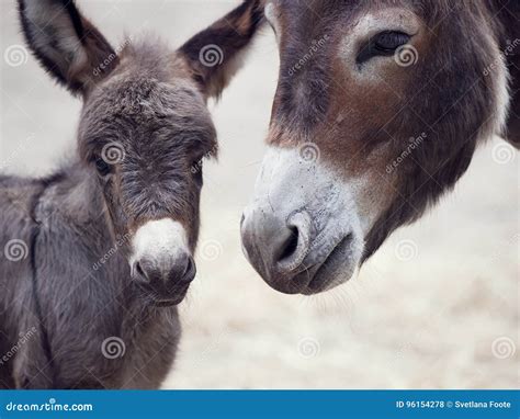Mula Del Burro Del Bebé Con Su Madre Foto De Archivo Imagen De Madre Piel 96154278