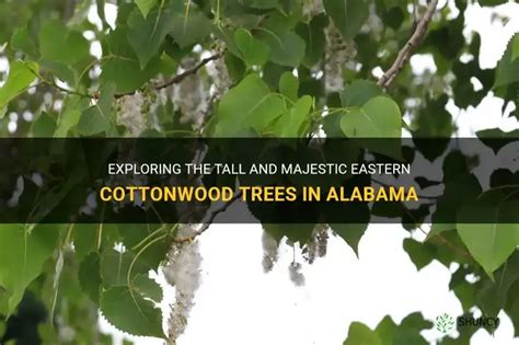 Exploring The Tall And Majestic Eastern Cottonwood Trees In Alabama