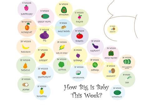 Fruit Chart Pregnancy At Luca Barrow Blog