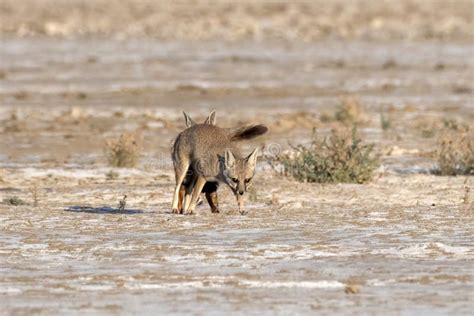 Mating Pair Of Bengal Fox Also Known As The Indian Fox In Greater Rann