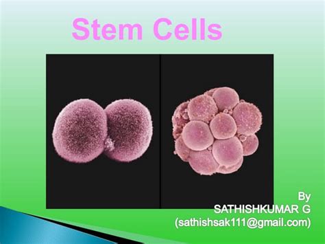Stem Cell Ppt