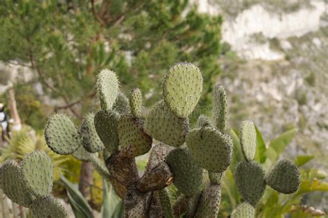 Shallow Depth Of Field Selective Focus Details With Various Mediterranean Plants In A Botanical