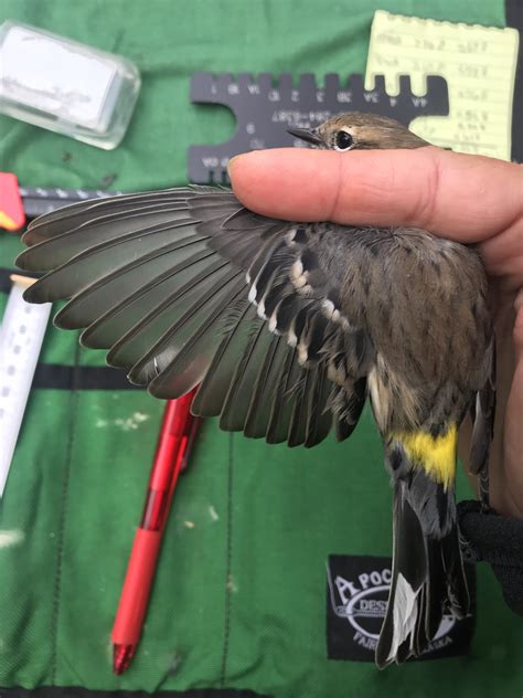 Warbler Alaska Songbird Institute