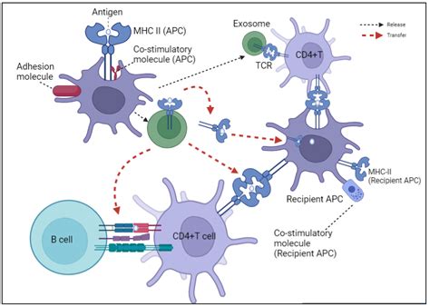 Diabetes Mellitus Type 1