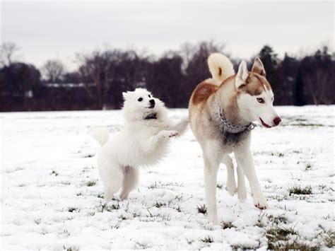 Itty Bitty And Fluffy Photography Sessions Kokoro Piper And Champ By