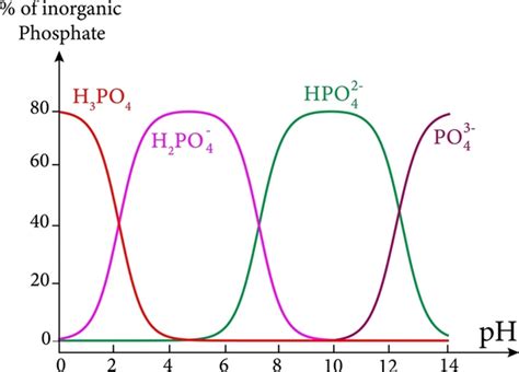 Polyprotic Acids Types Ph Calculations And Use Cases