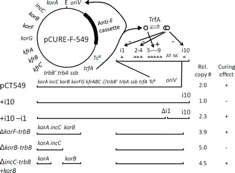 Mini Rk2 Plasmids With The Anti F Cassette And Ability To Displace