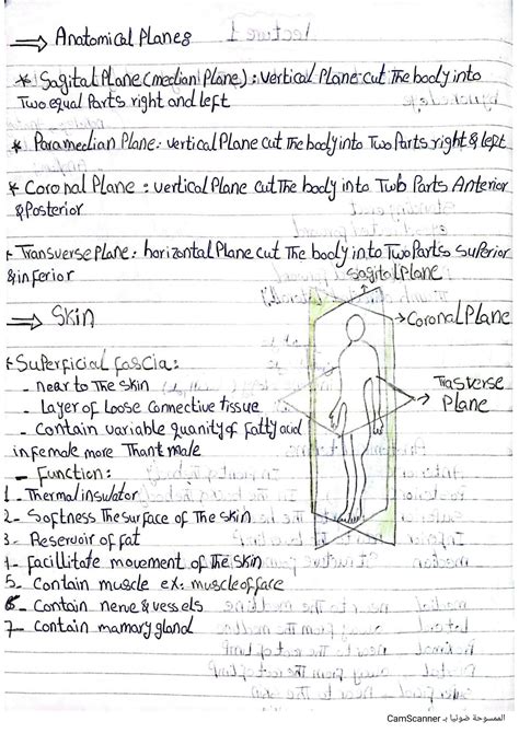 SOLUTION Introduction Anatomy Studypool
