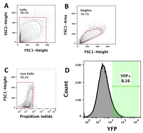 Gating Strategy For Amygdala Pyramidal Neurons Cell Purification
