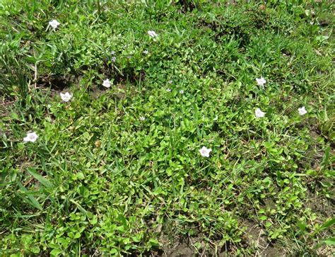Solanaceae de Argentina: Nierembergia veitchii Berk. ex Hook