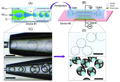 Generation Of Double Emulsion Droplets With Single And Dual Cores W Download Scientific