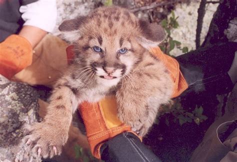 How To Catch A Cougar Kitten Wyofile