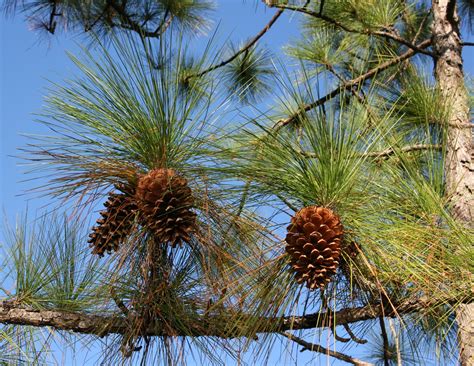 Americas Longleaf Restoration Initiative Friday Fun Fact Longleaf