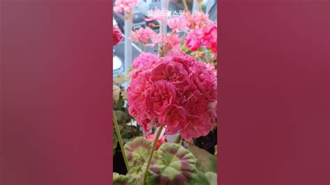 제라늄 왕꽃볼 Flowers 가드닝 Youtube