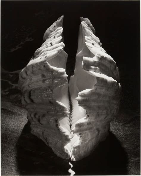 Ruth Bernhard Photographies 1930 1976 Another