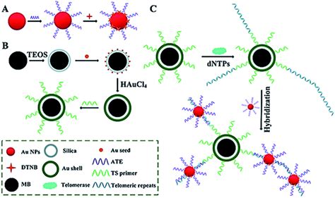 Sers Detection Of Telomerase Activity Using Functionalized Aunps And