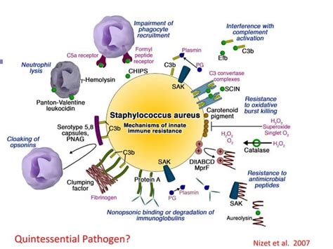 Dr Paul Fey Livestock Associated Staphylococcus Aureus Recent