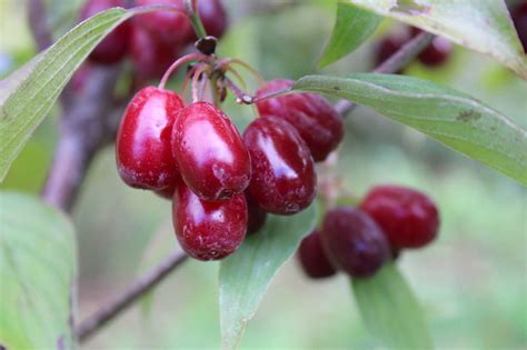 Growing And Using Cornelian Cherry — Practical Self Reliance