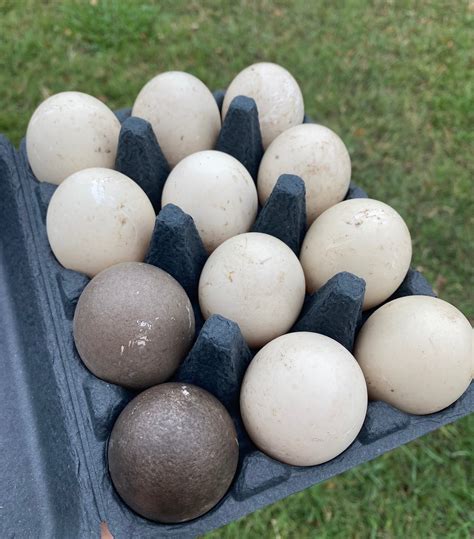Cayuga Duck Eggs Color