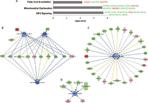 Biological Processes Predicted To Vary With Sex In Control Embryos A