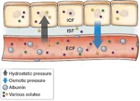 Fluid And Electrolyte Regulation Flashcards Quizlet