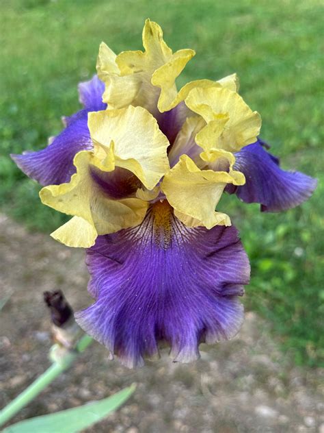Jurassic Park Tall Bearded Iris Tb Exline Iris Garden