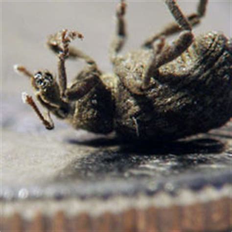 Grain Weevils What S That Bug