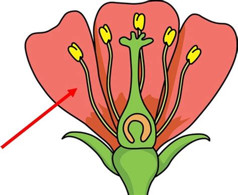 Test 2 Extra Credit Flashcards Quizlet