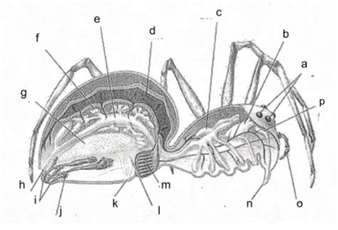 Biology Chapter 17 Flashcards Quizlet