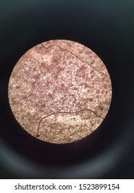 3 Potato Osmosis Experiment Images Stock Photos Vectors Shutterstock