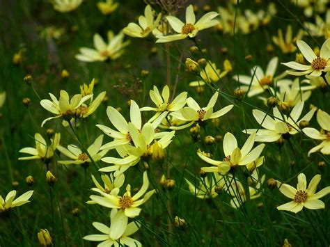 Hs10 작은 꽃에 찾아온 벌나비 후지필름 Talk