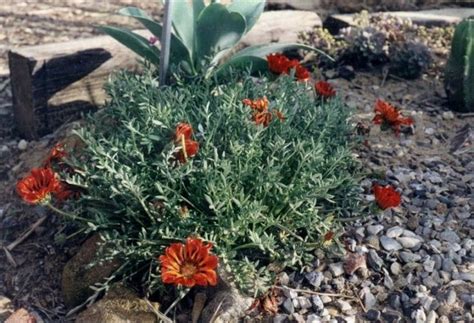 Clumping Gazania A Colorful Addition To Your Garden