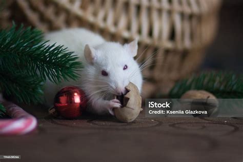 마우스 도둑의 개념입니다 흰색 마우스 흰 쥐 쥐 도둑 2020년에 대한 스톡 사진 및 기타 이미지 2020년 갈고리 발톱 갈색 Istock