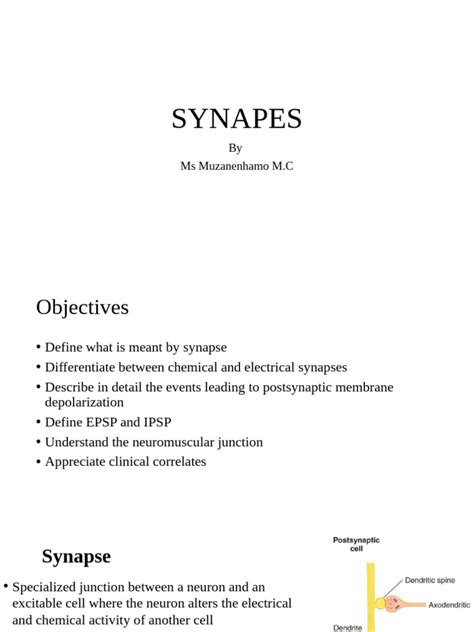 Excitable Cells Lecture 4 Pdf Chemical Synapse Neuromuscular Junction
