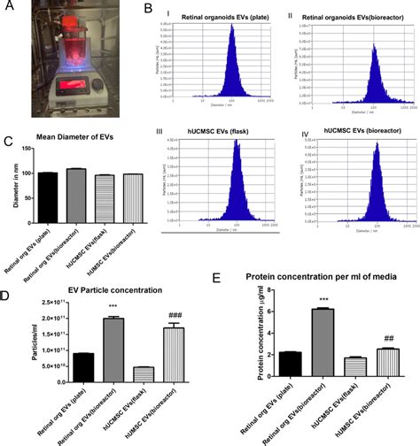 Characterization Of Retinal Organoid Derived Evs By Nta A Retinal
