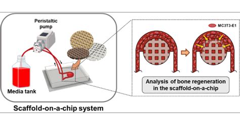 Development Of A Scaffold On A Chip Platform To Evaluate Cell
